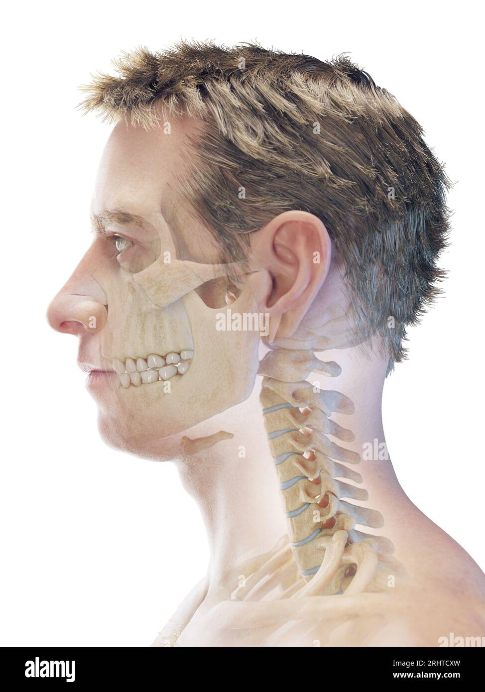 Bones of the head and neck, illustration Stock Photo - Alamy