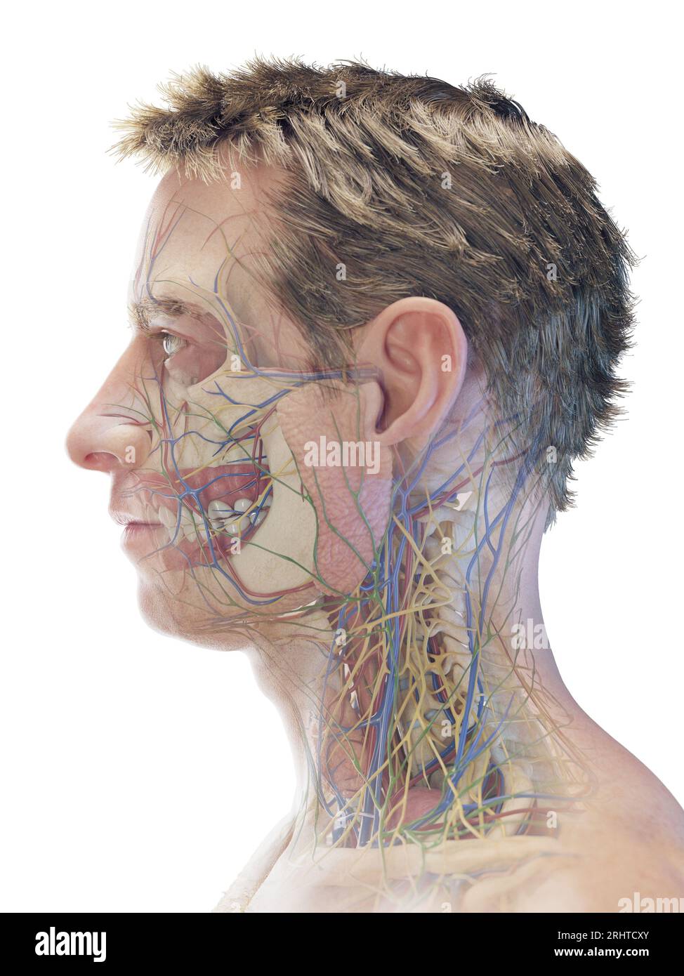 Male face and neck anatomy, illustration Stock Photo - Alamy