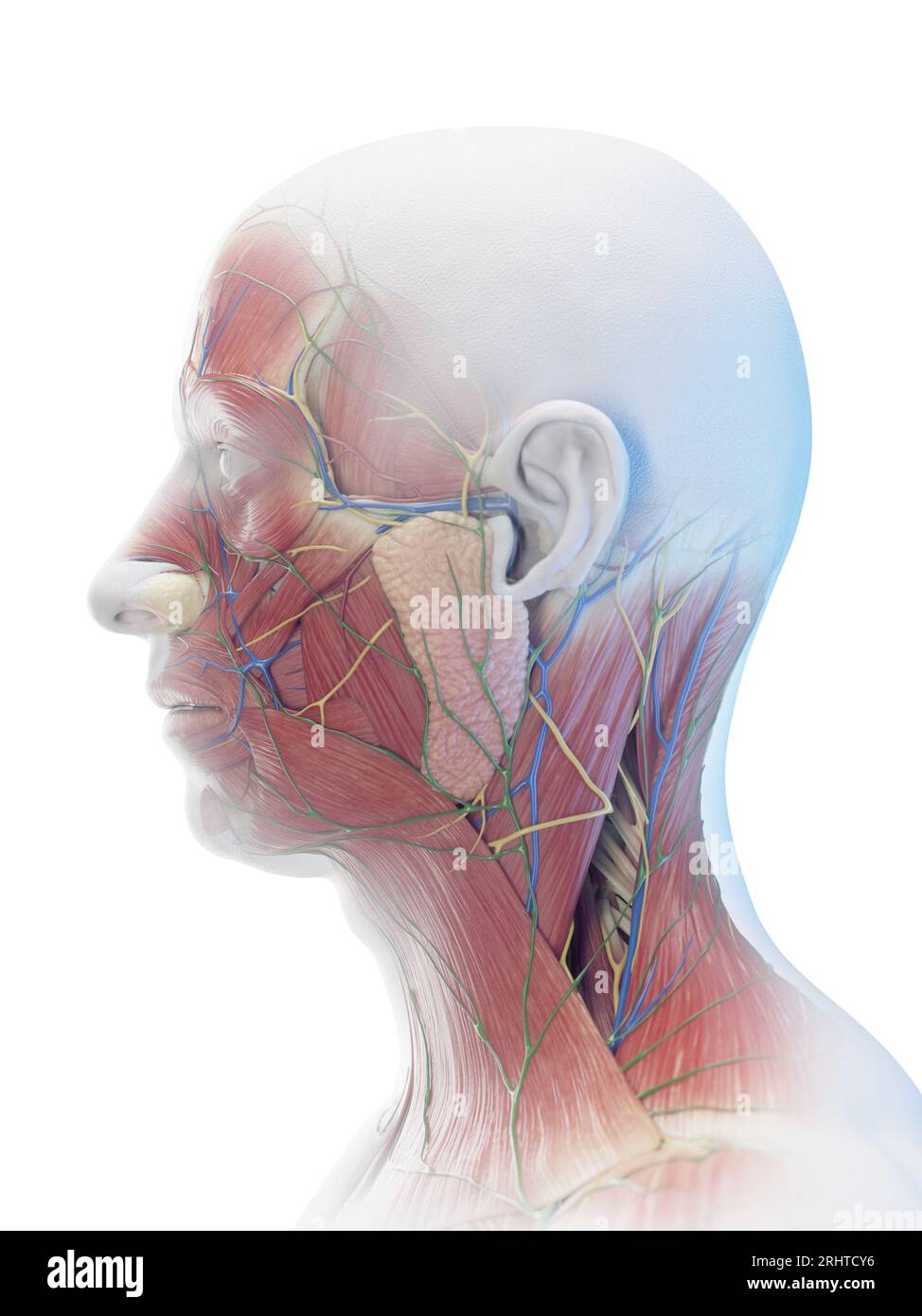 Male head and neck muscle, illustration Stock Photo - Alamy