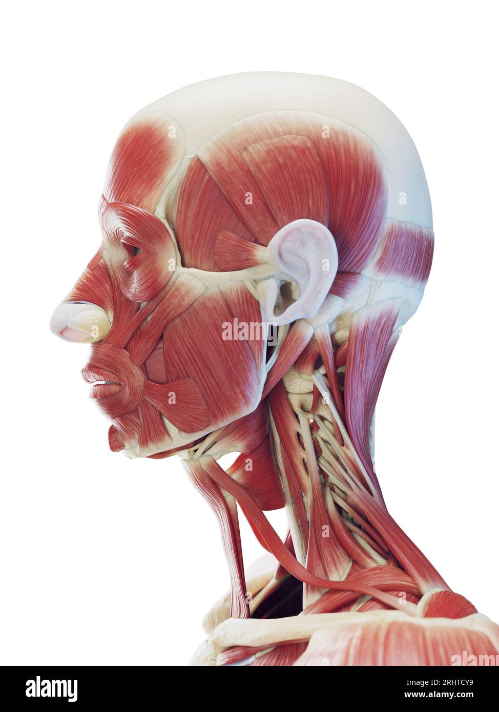 Male head and neck muscles, illustration Stock Photo - Alamy