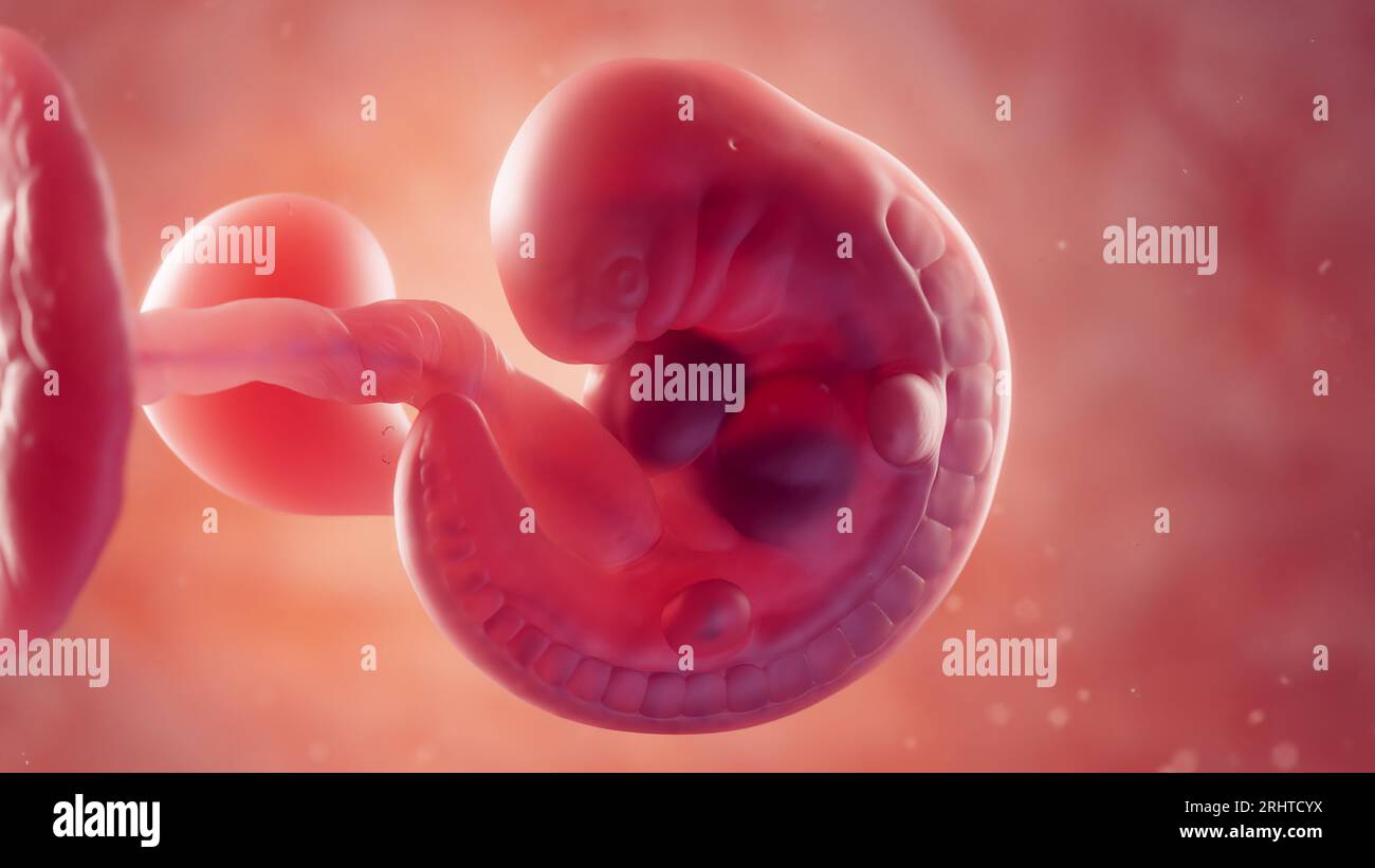 Human embryogenesis hi-res stock photography and images - Alamy