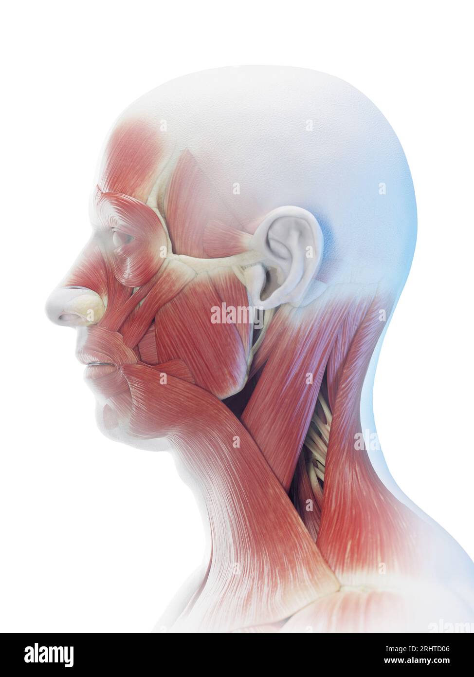 Muscles of the face and neck, illustration Stock Photo - Alamy