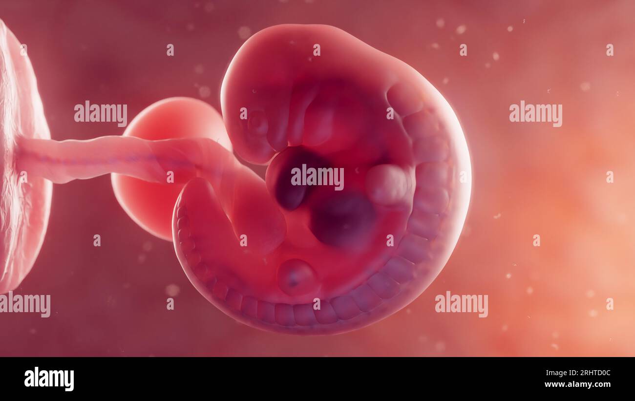 Embryo in the womb, illustration Stock Photo - Alamy