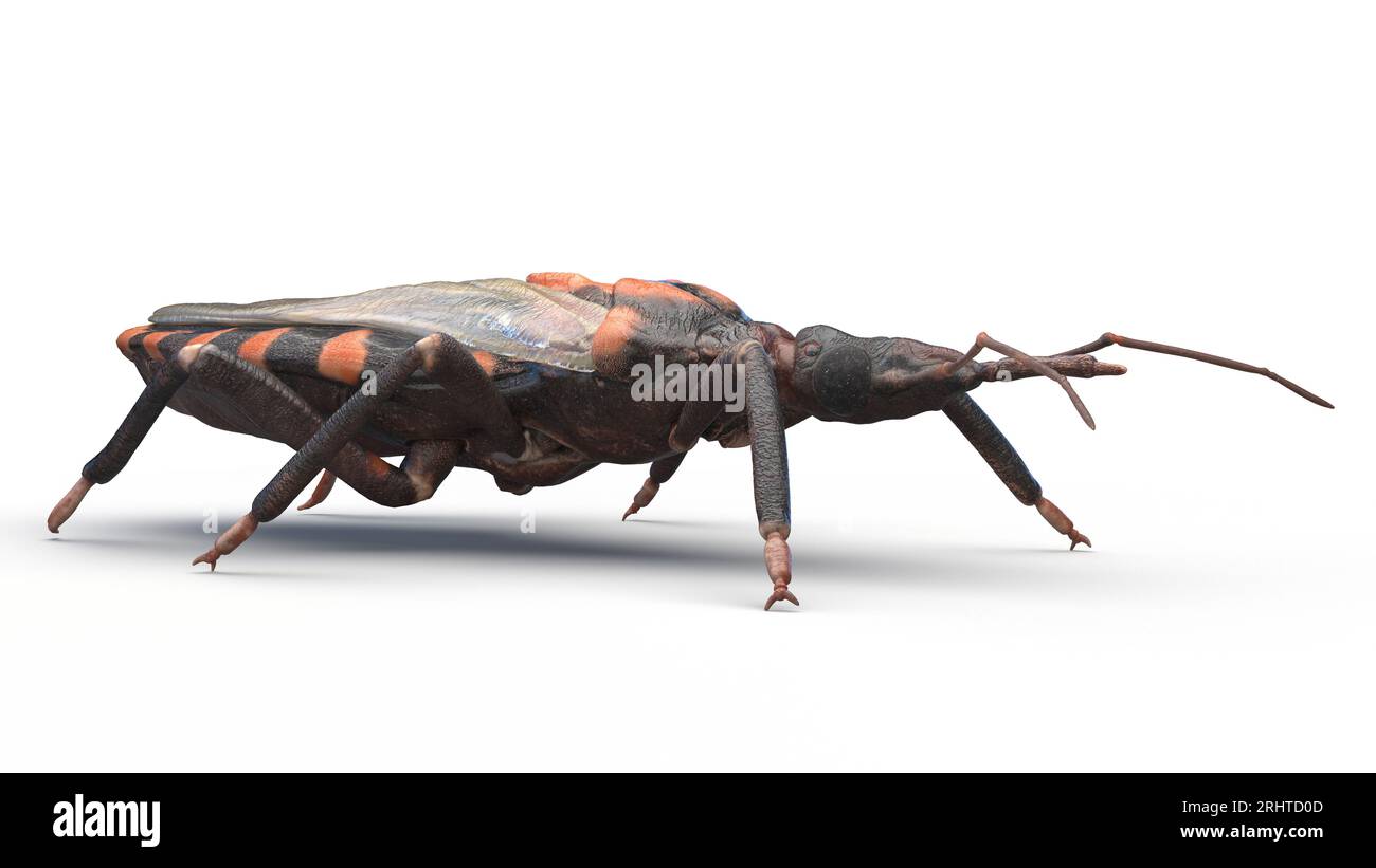 Kissing bug, illustration Stock Photo - Alamy