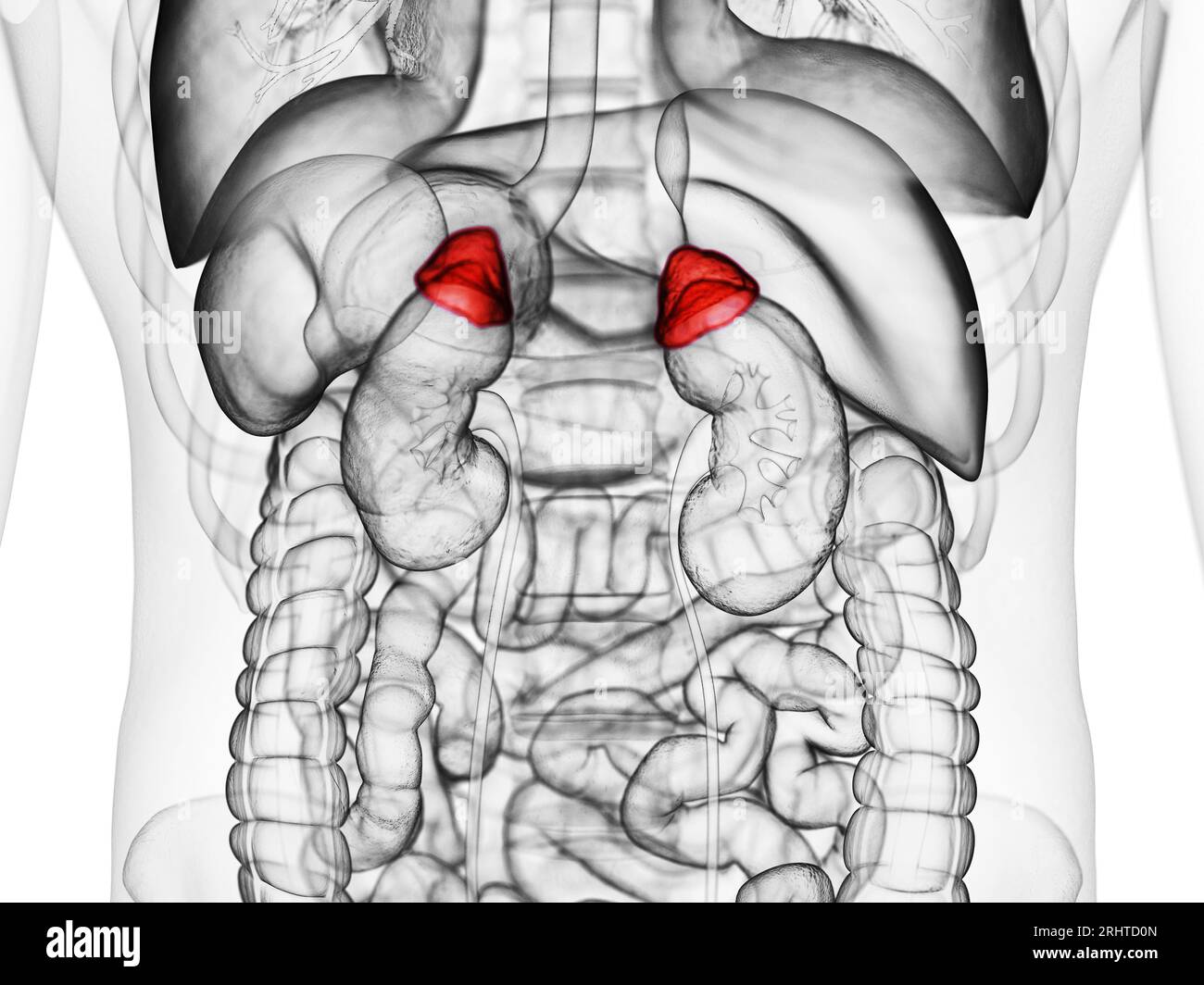 Adrenal gland, illustration Stock Photo - Alamy