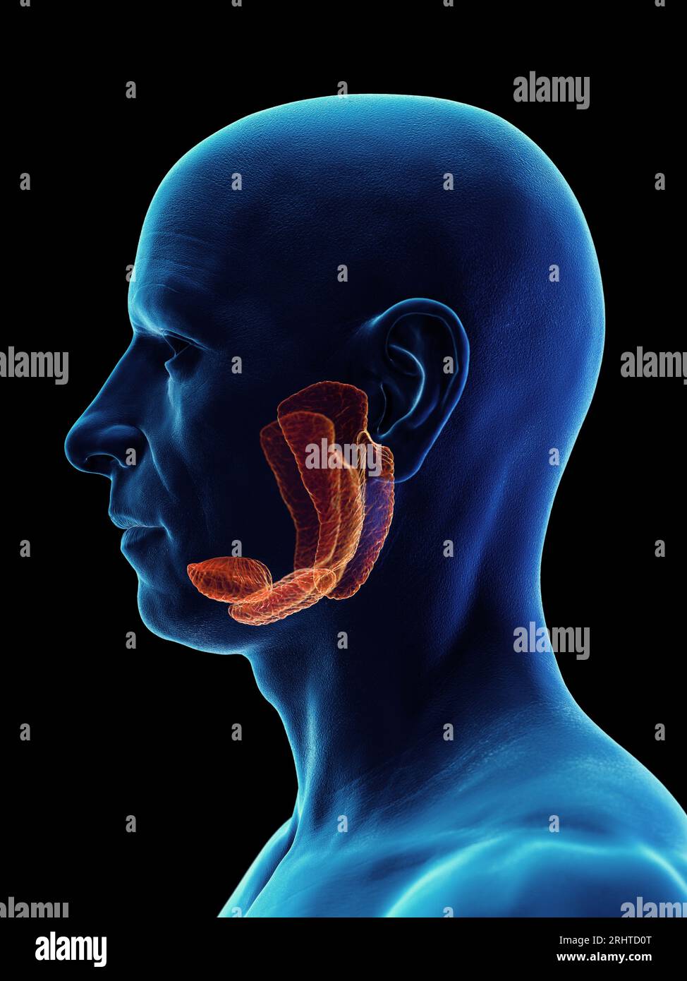 Male salivary gland, illustration Stock Photo - Alamy