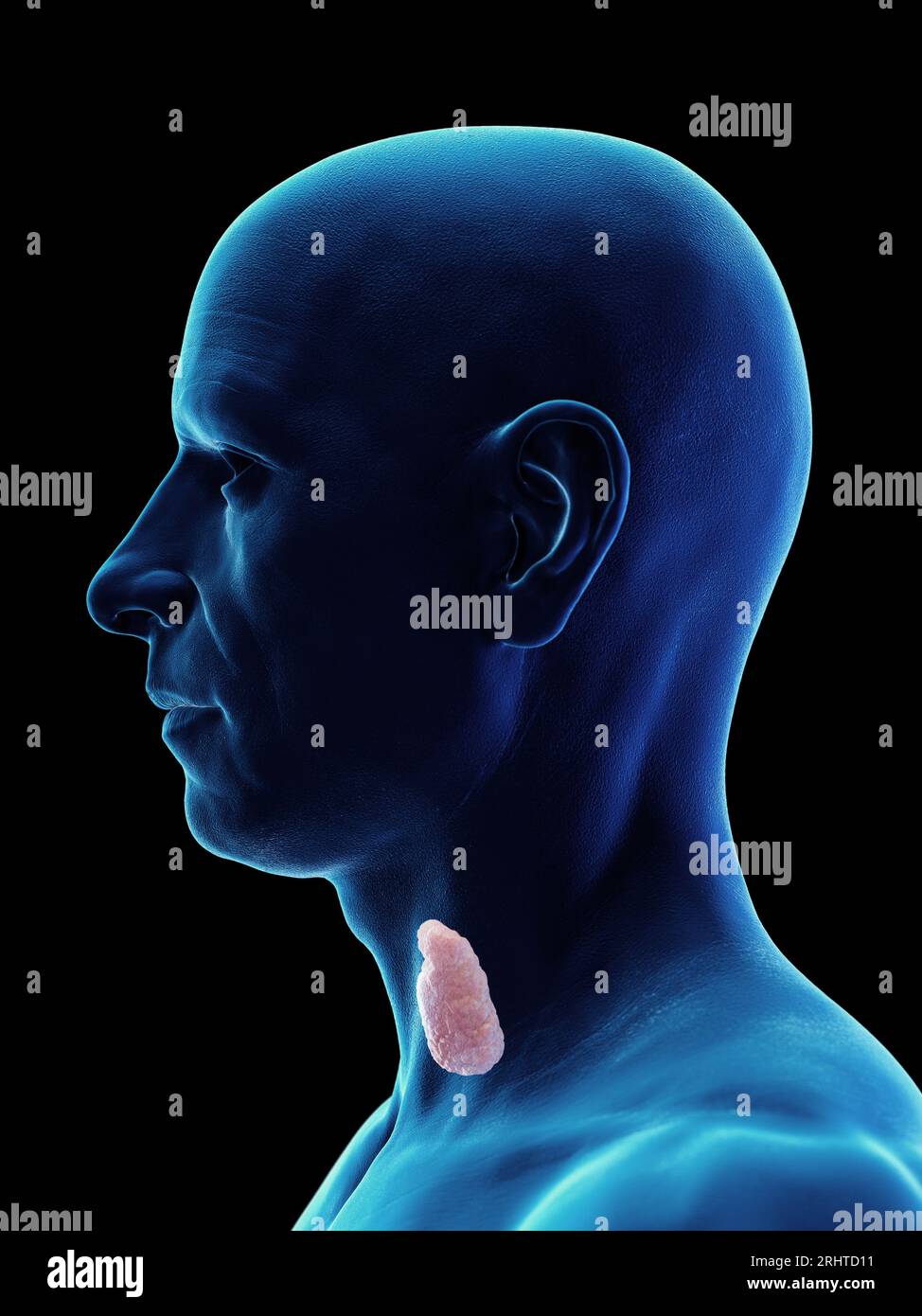 Male thyroid gland, illustration Stock Photo - Alamy