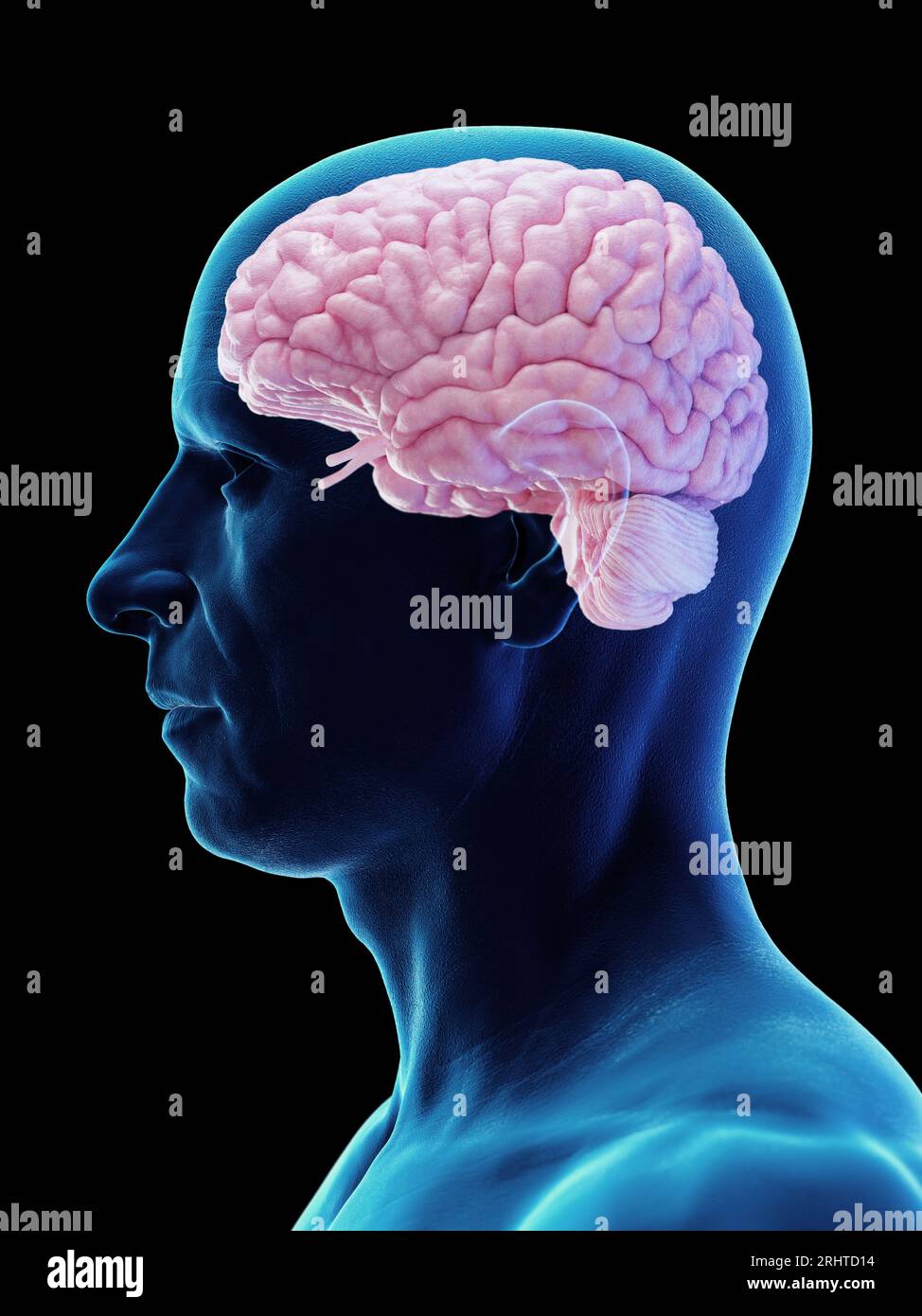 Male brain, illustration Stock Photo - Alamy