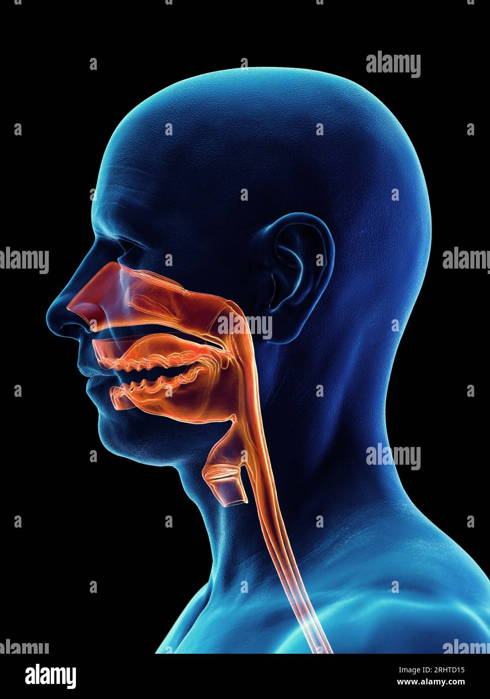 Male upper airway, illustration Stock Photo - Alamy