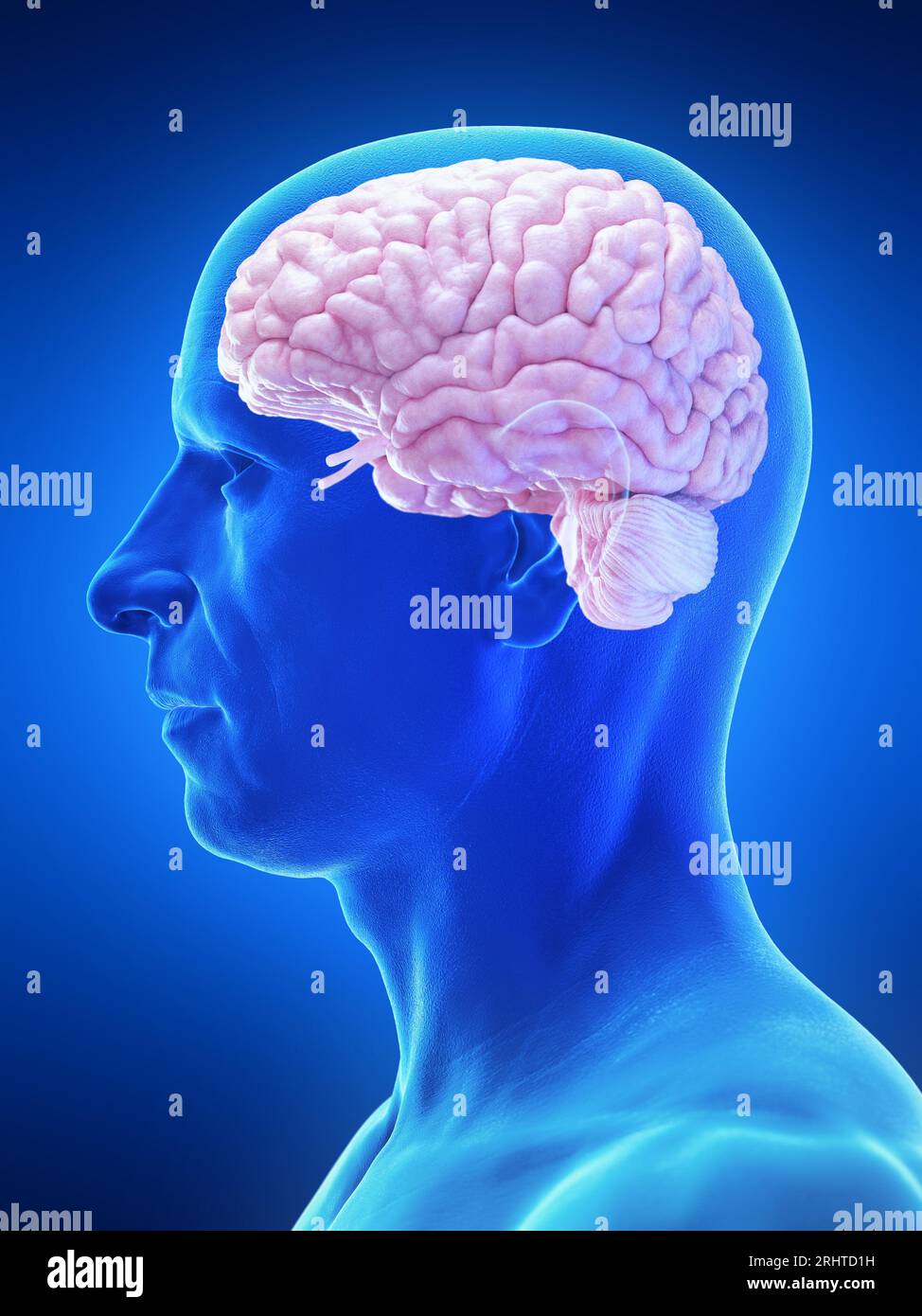 Lateral internal brain anatomy hi-res stock photography and images - Alamy