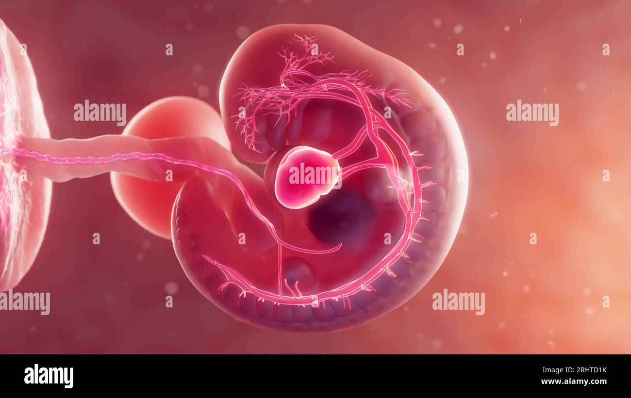 Embryonic heart formation hi-res stock photography and images - Alamy