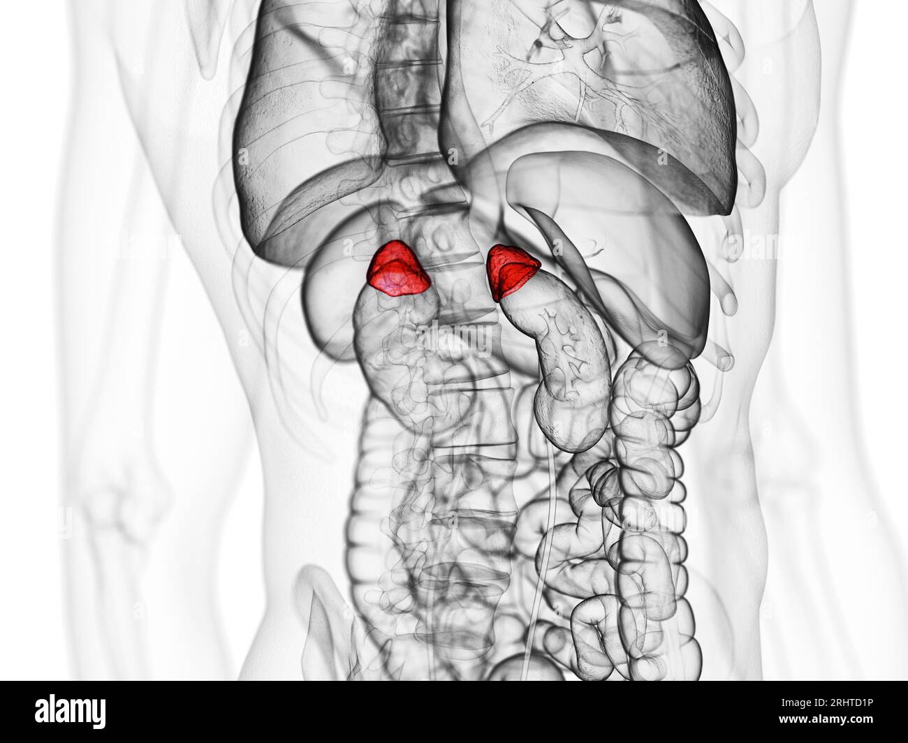 Adrenal gland, illustration Stock Photo - Alamy