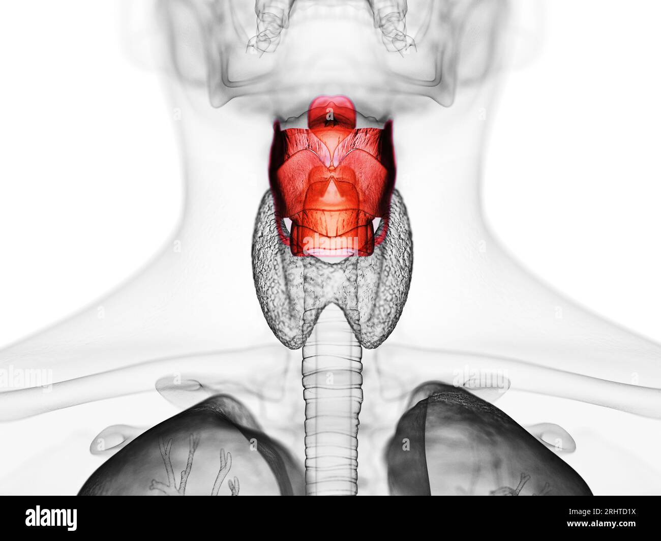Human larynx, illustration Stock Photo - Alamy
