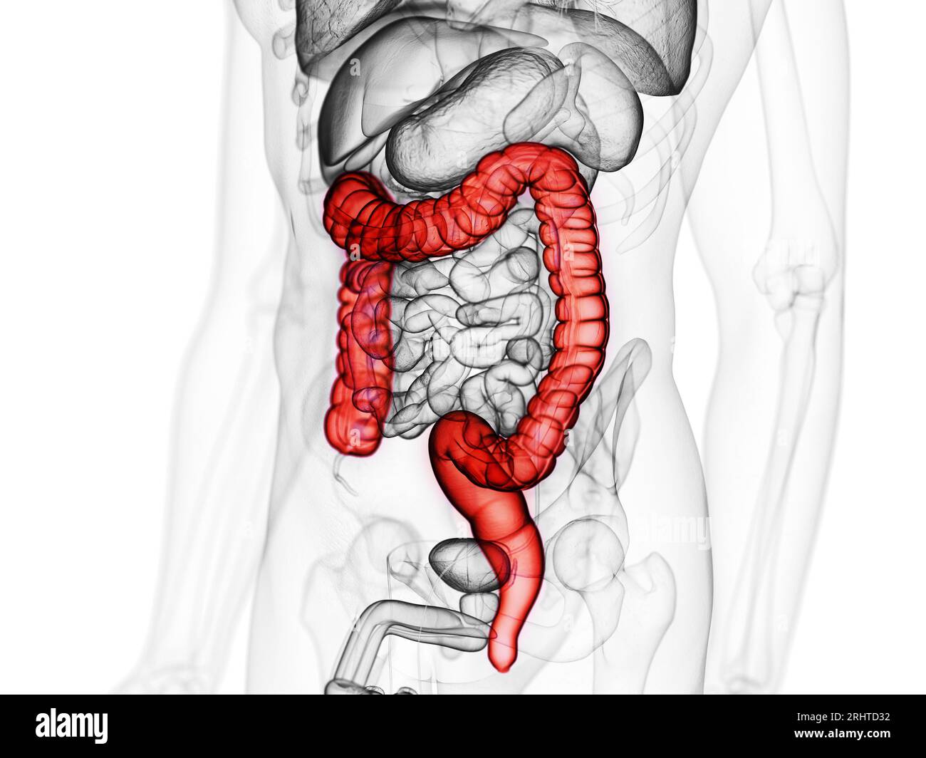 Large intestine, illustration Stock Photo - Alamy