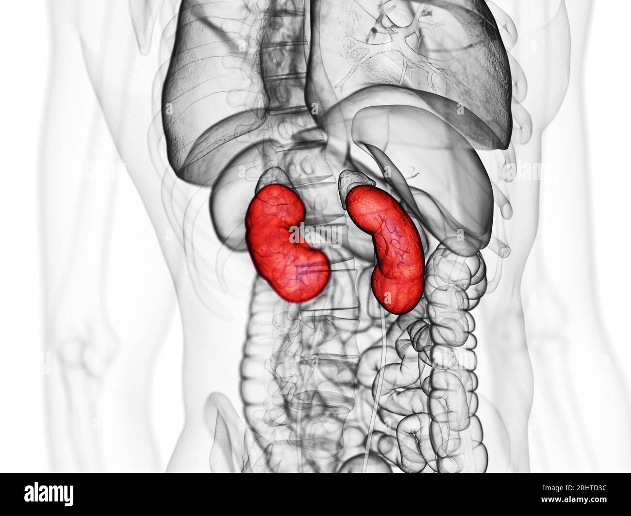 Human kidneys, illustration Stock Photo - Alamy