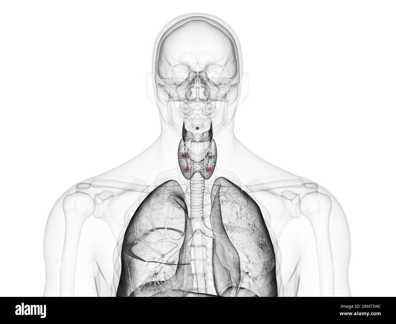 Parathyroid glands, illustration Stock Photo - Alamy