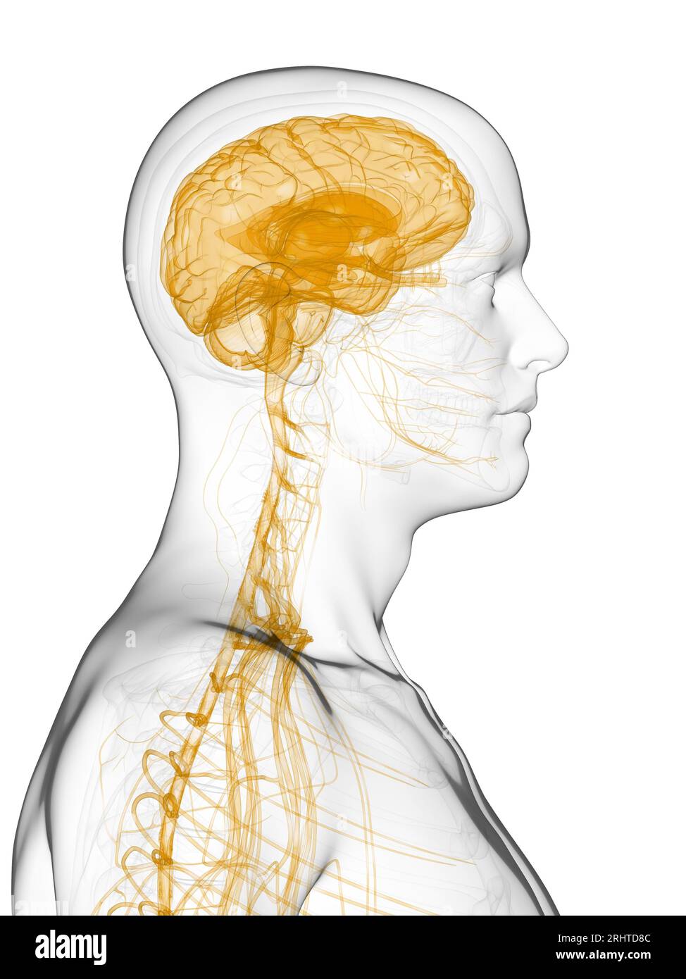 Brain and nerves, illustration Stock Photo - Alamy