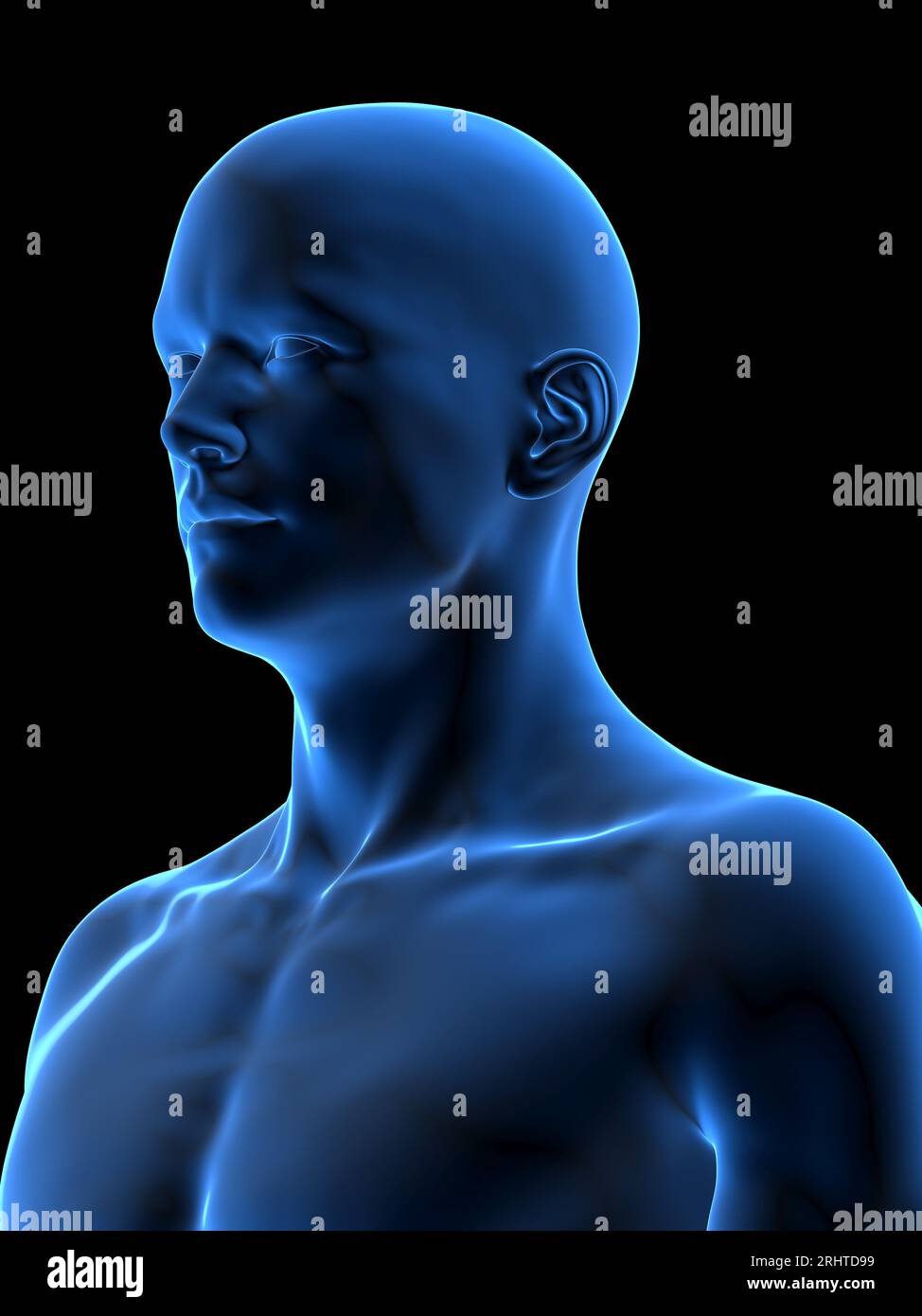 Male body, illustration Stock Photo - Alamy