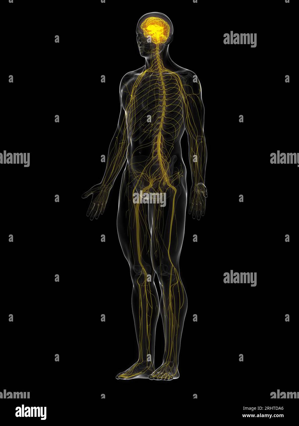 Brain and nerves, illustration Stock Photo - Alamy