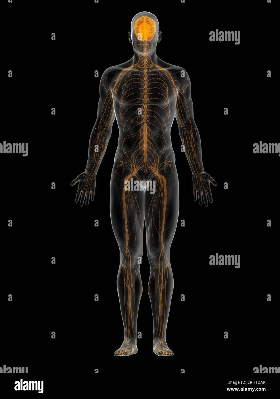 Brain and nerves, illustration Stock Photo - Alamy