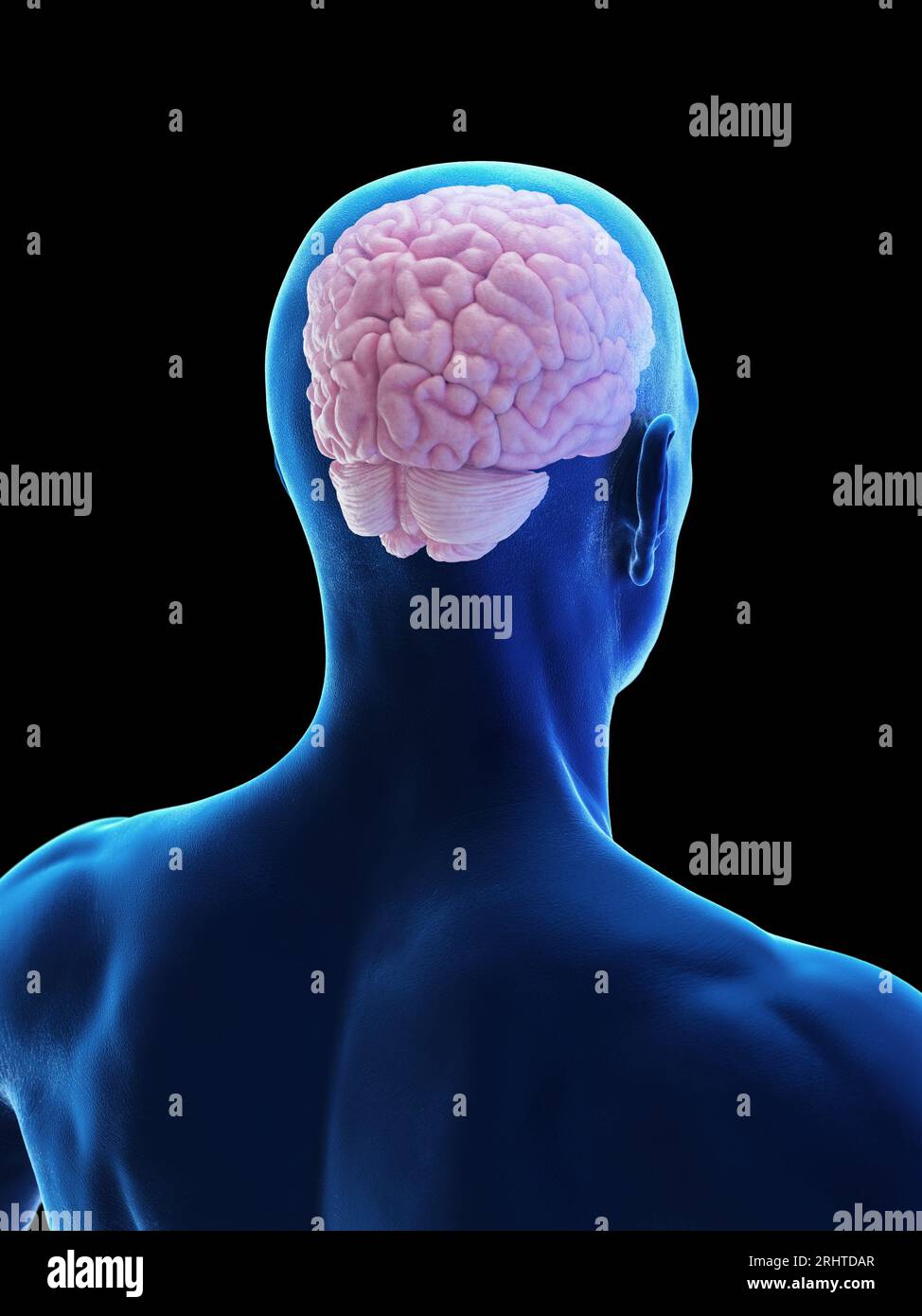 Male brain, illustration Stock Photo - Alamy