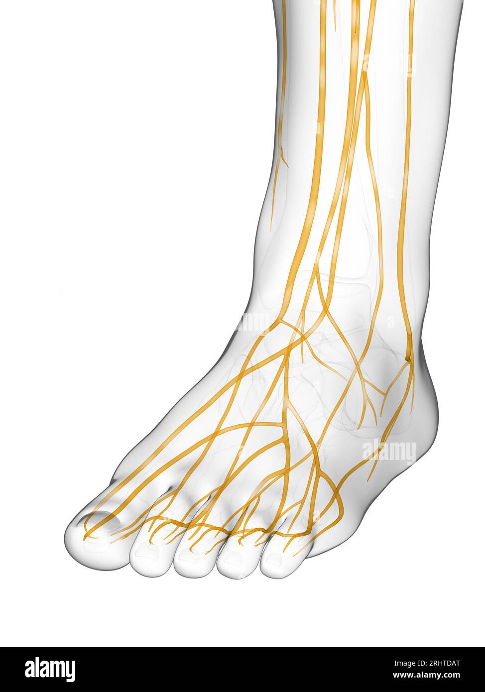Nerves foot Cut Out Stock Images & Pictures - Alamy
