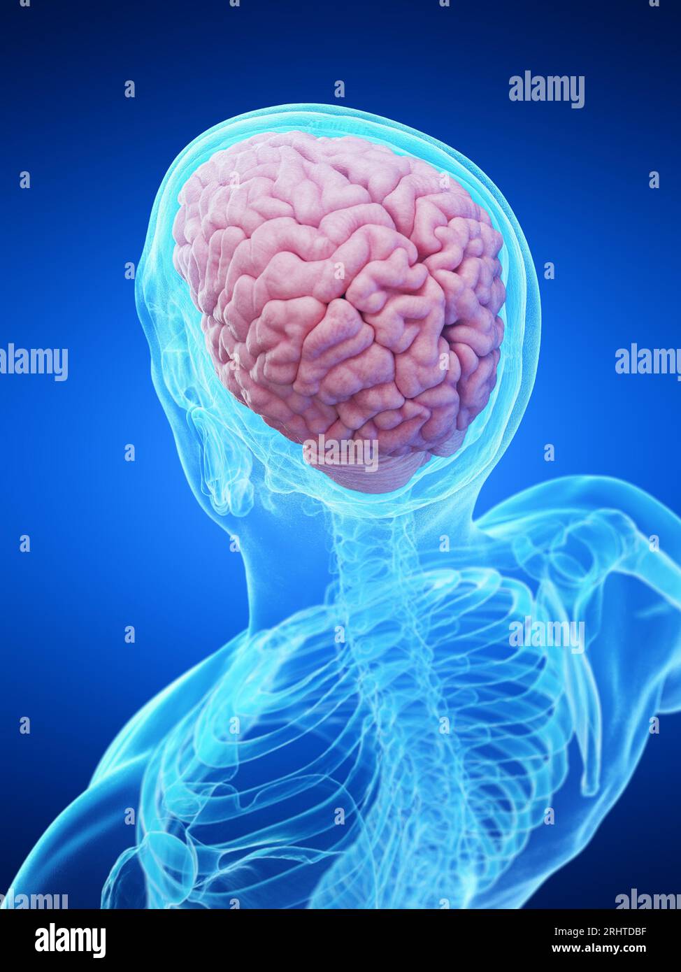 Male brain, illustration Stock Photo - Alamy