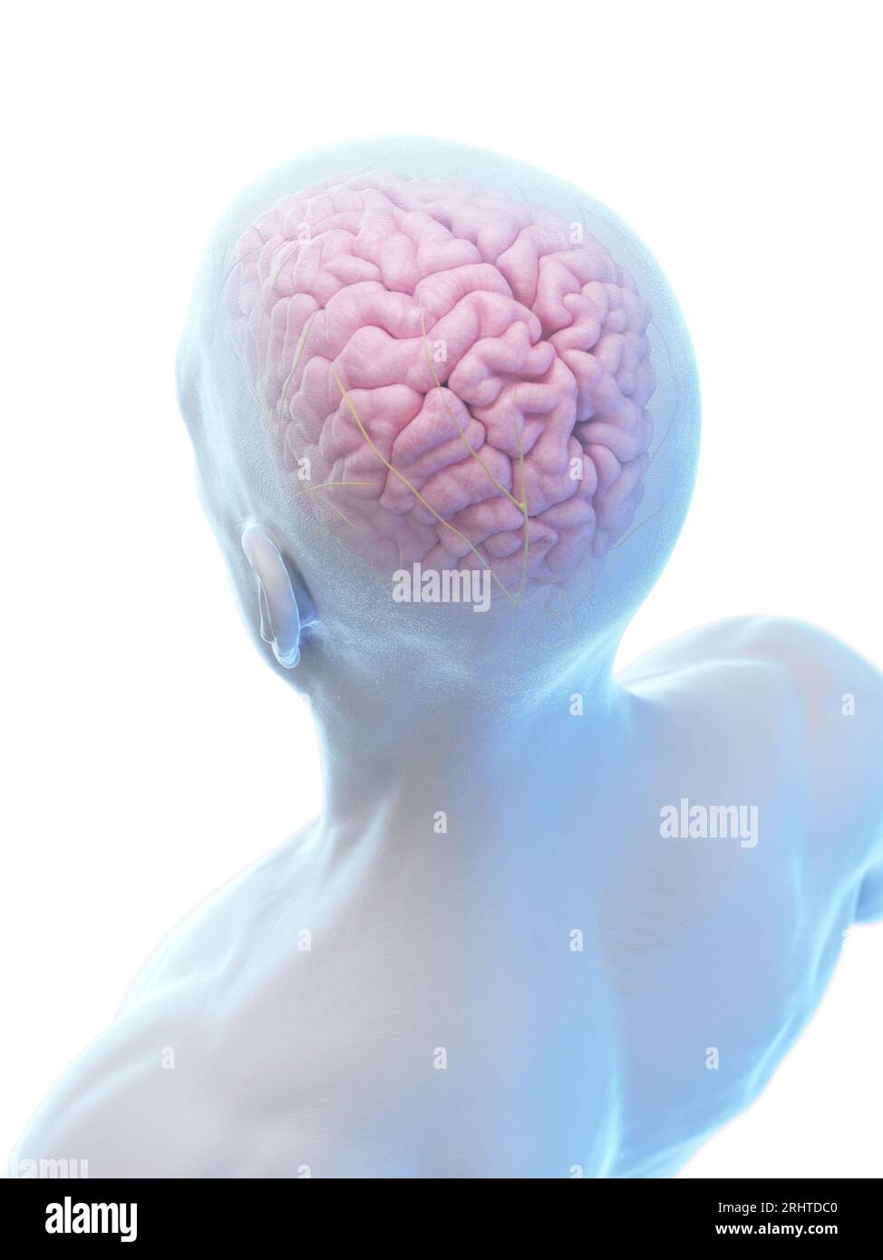 Male brain, illustration Stock Photo - Alamy