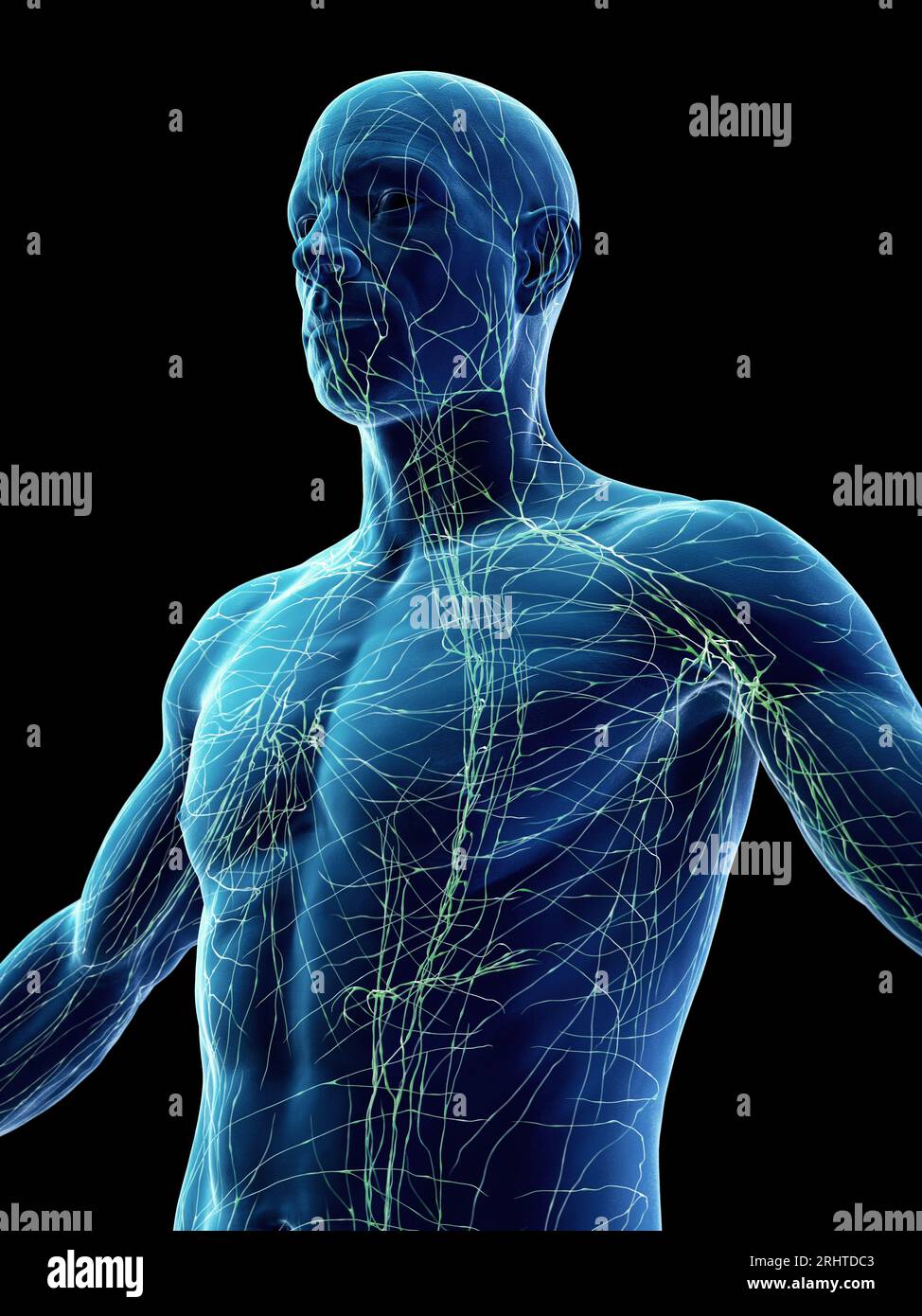 Male lymphatic system, illustration Stock Photo - Alamy