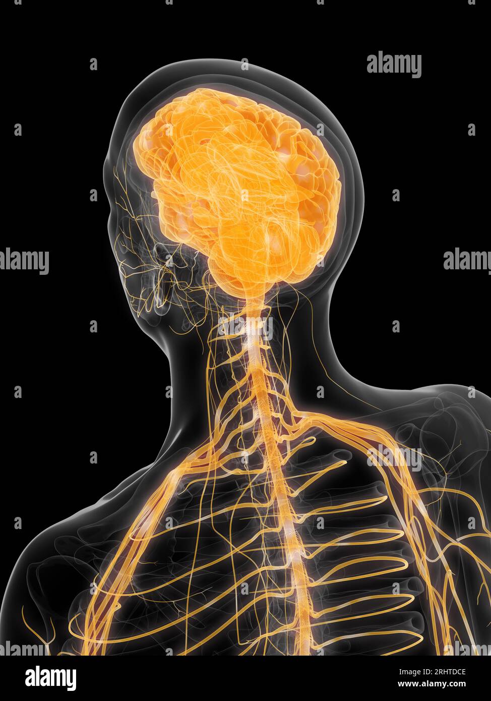 Brain and nerves, illustration Stock Photo - Alamy