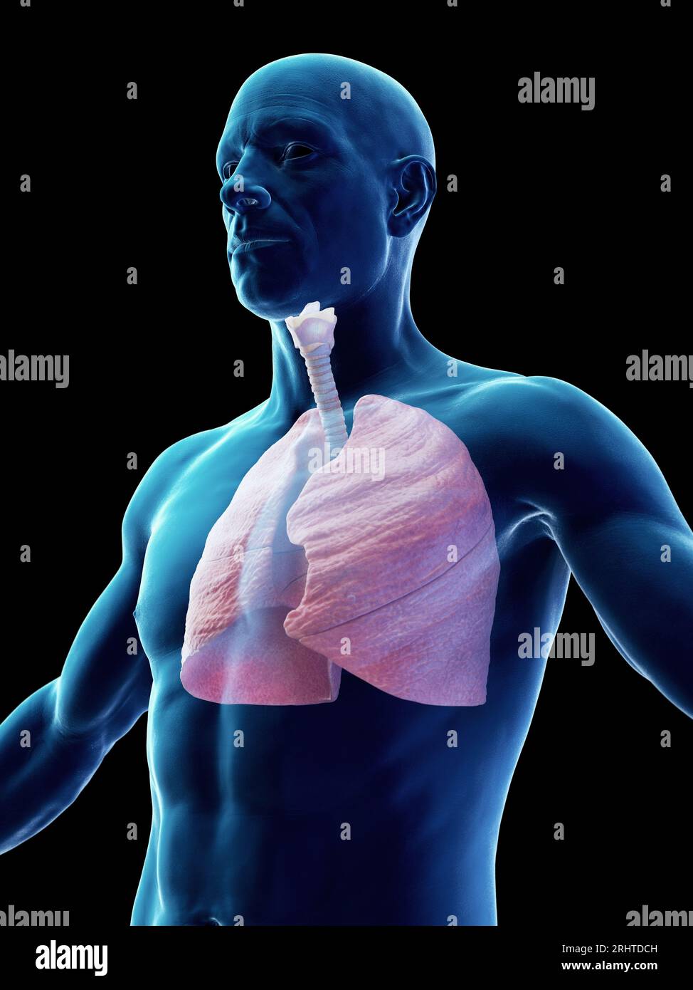 Male lungs, illustration Stock Photo - Alamy