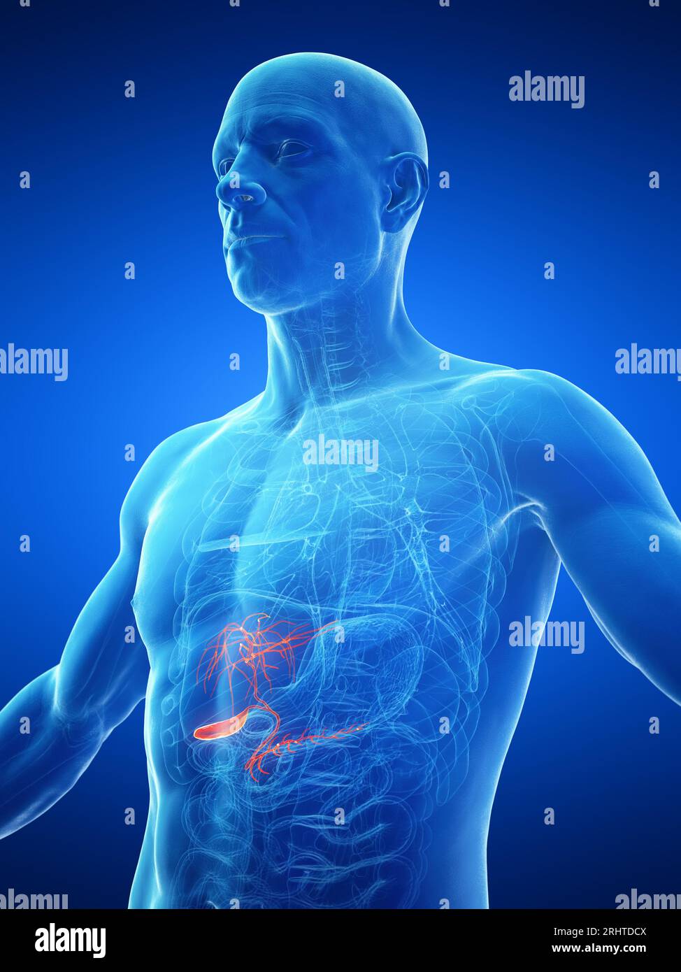 Male gallbladder, illustration Stock Photo - Alamy