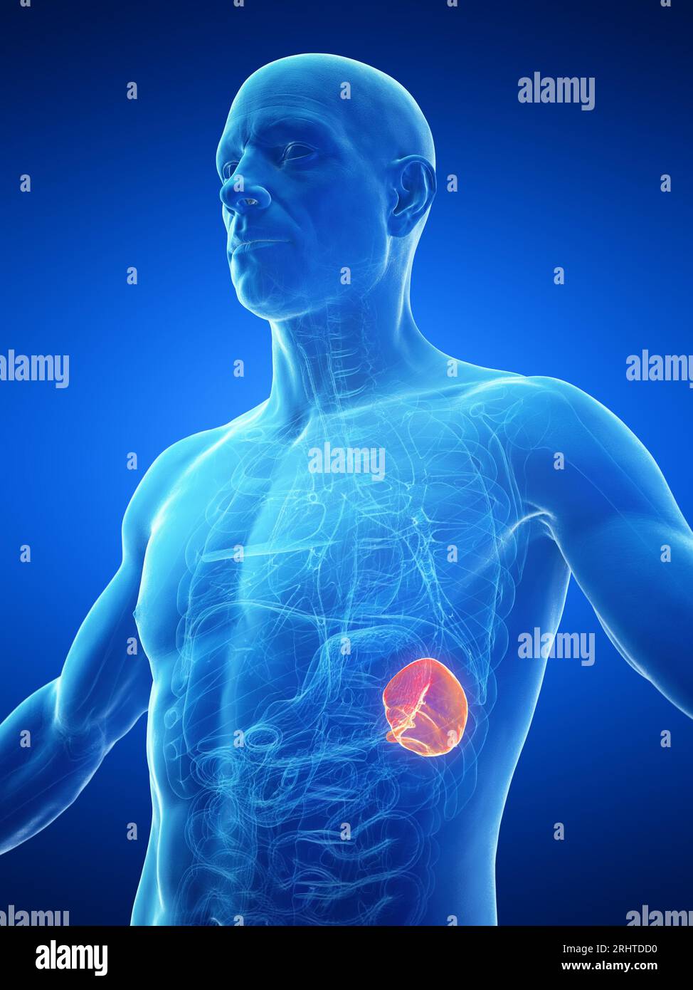 Male spleen, illustration Stock Photo - Alamy