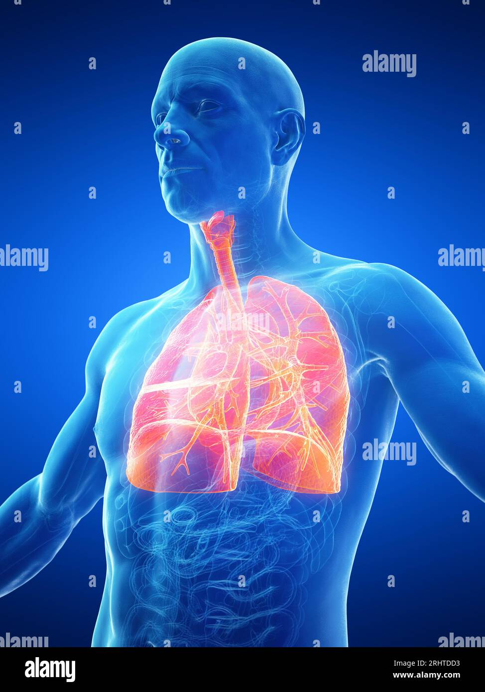 Airway tree hi-res stock photography and images - Alamy