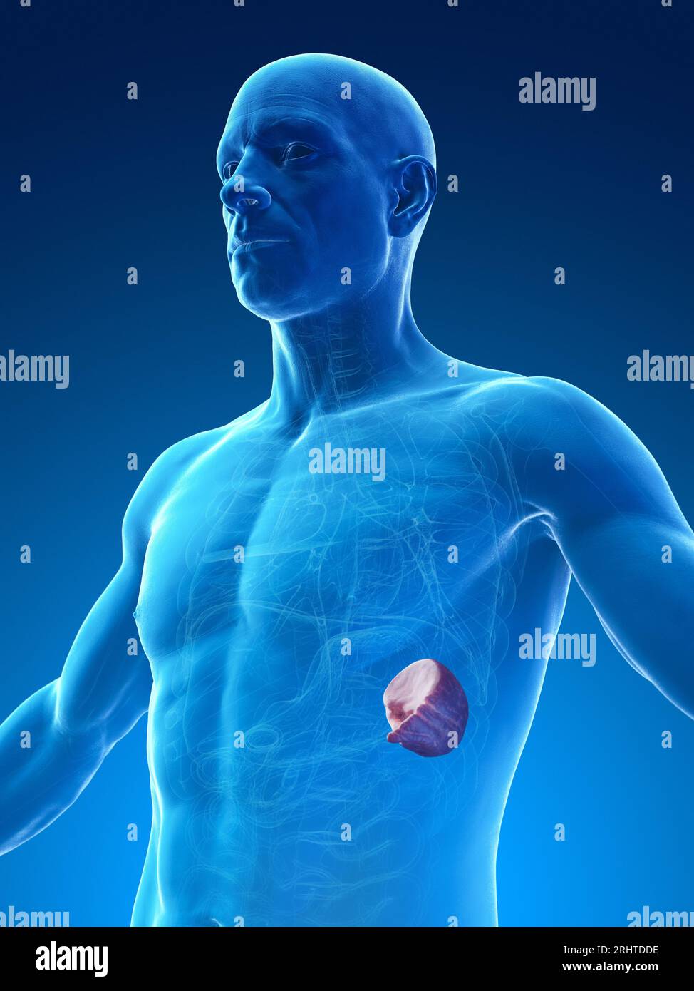 Male spleen, illustration Stock Photo - Alamy