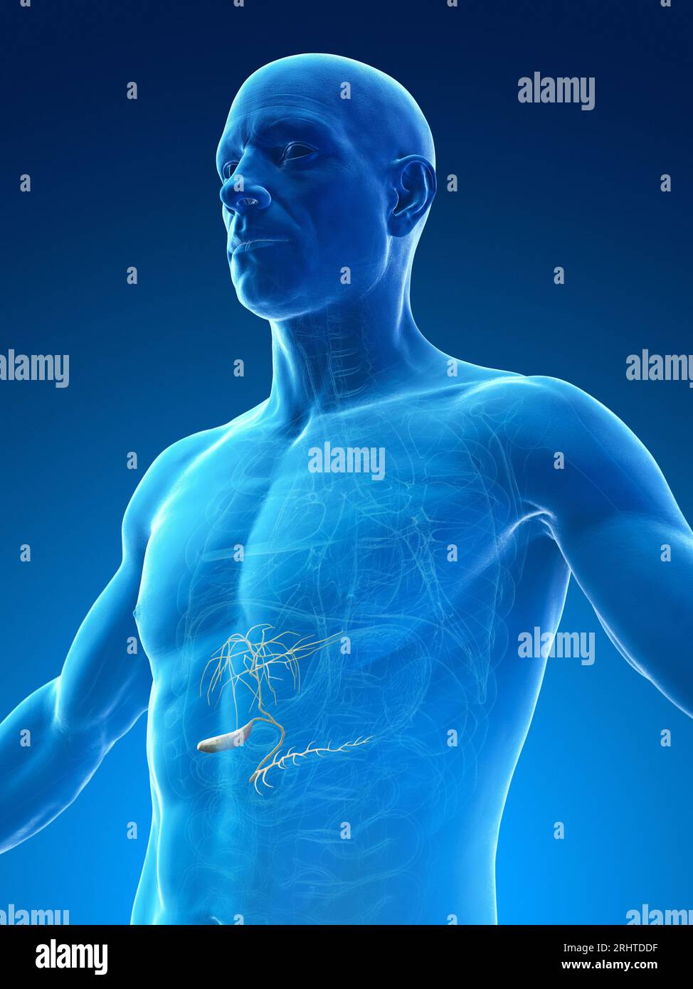 Male gallbladder, illustration Stock Photo - Alamy