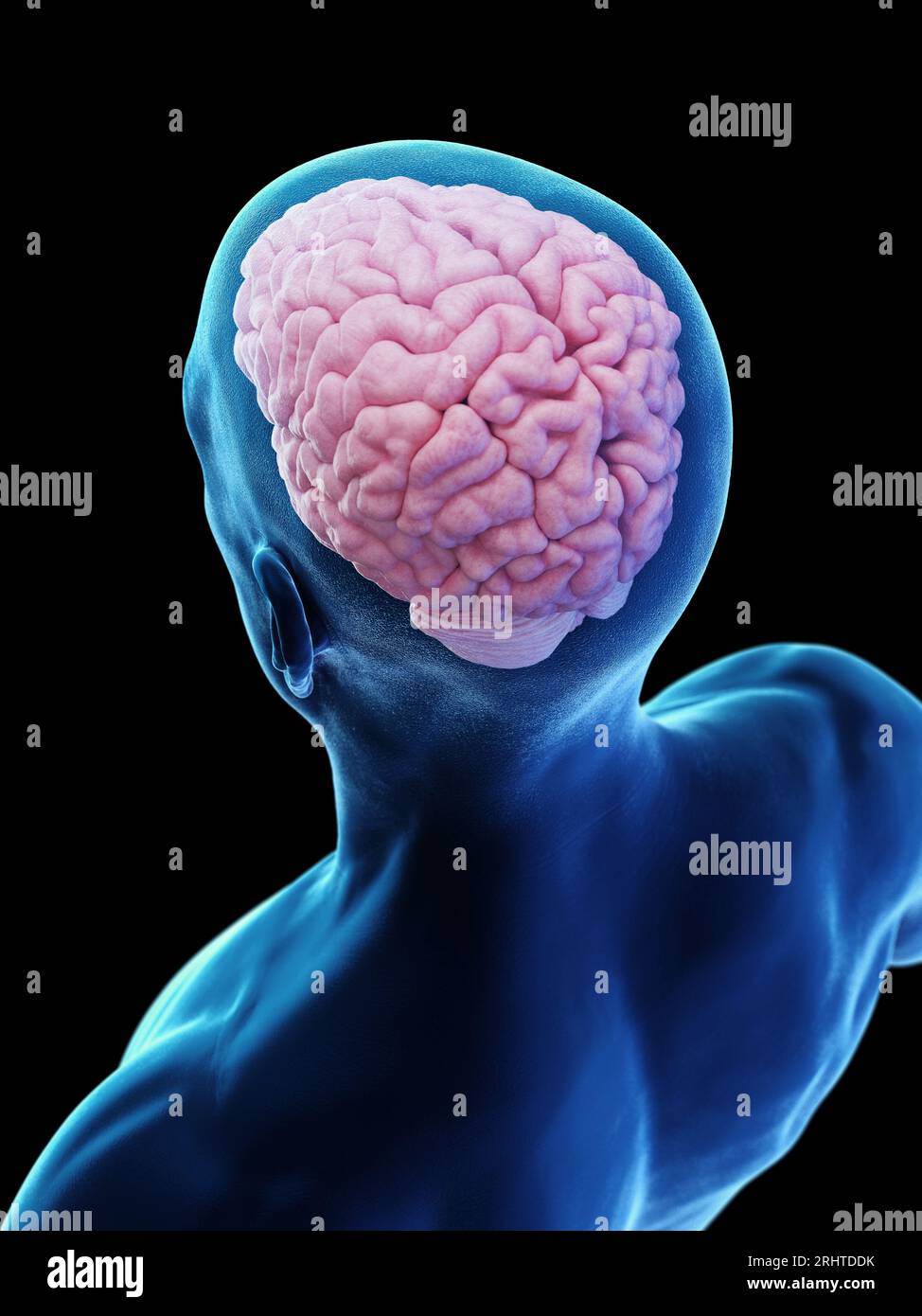 Male brain, illustration Stock Photo - Alamy