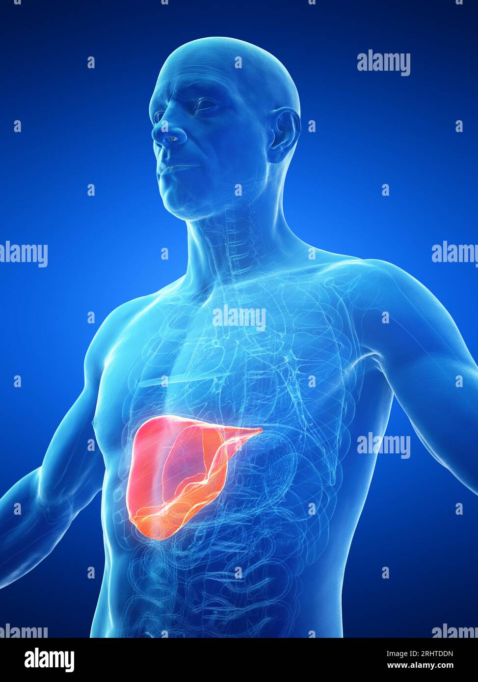Male liver, illustration Stock Photo - Alamy