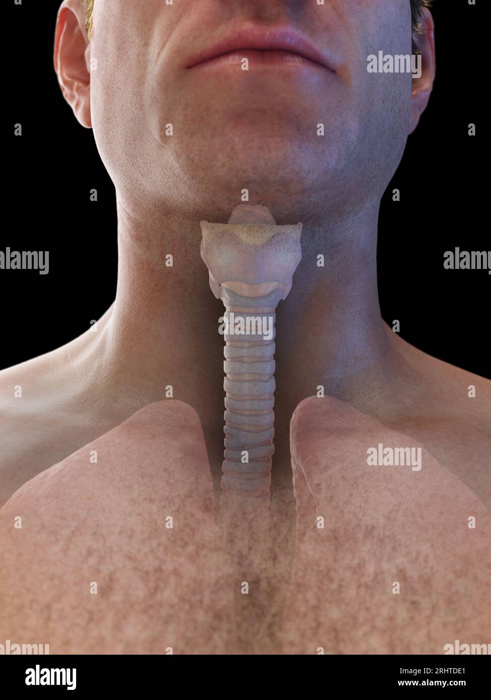 Male trachea and lungs, illustration Stock Photo - Alamy