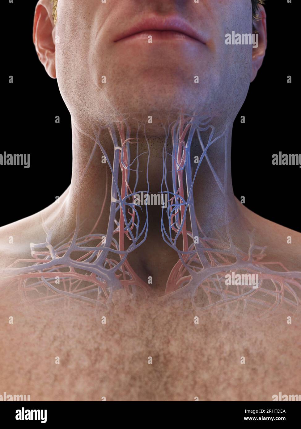Male neck vessels, illustration Stock Photo - Alamy