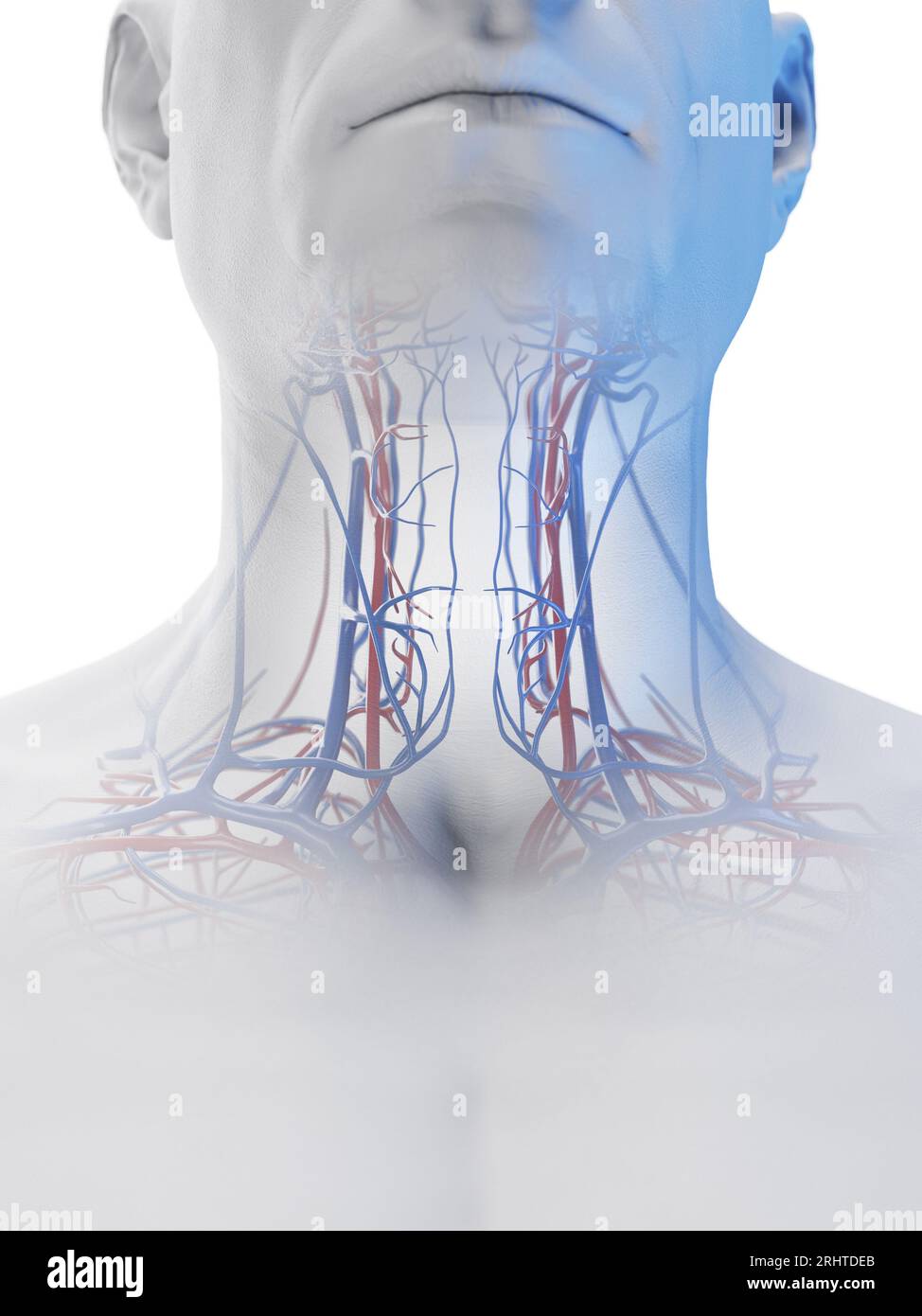 Male neck vessels, illustration Stock Photo - Alamy
