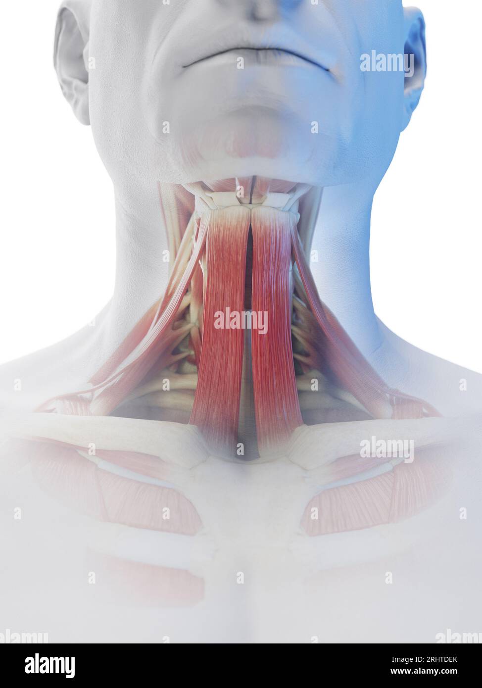 Male deep neck muscles, illustration Stock Photo - Alamy