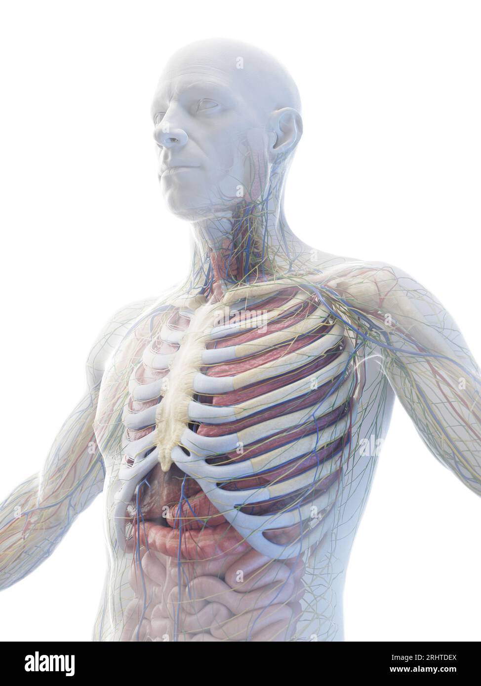 Male internal organs, illustration Stock Photo - Alamy