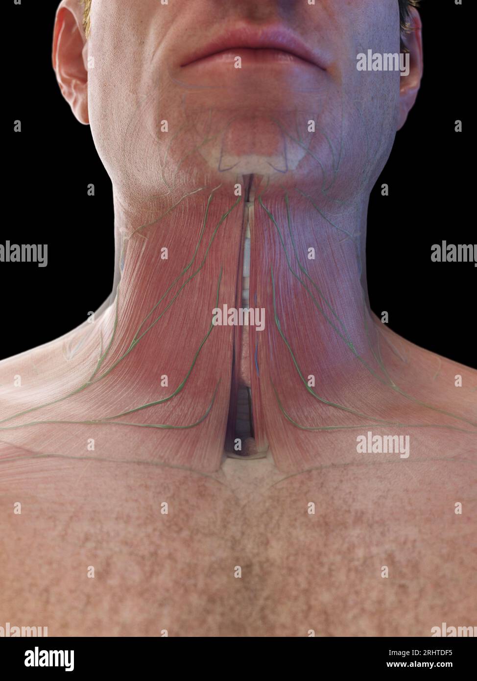 Male neck muscle, illustration Stock Photo - Alamy