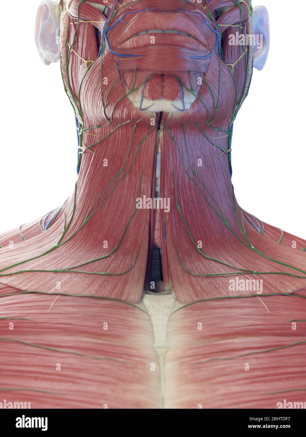 Male superficial neck muscles, illustration Stock Photo - Alamy