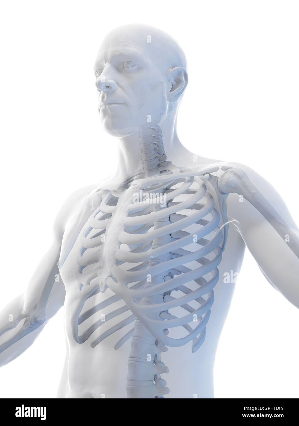 Male skeleton, illustration Stock Photo - Alamy