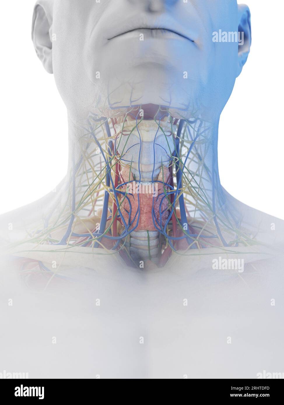 Male neck organs, illustration Stock Photo - Alamy