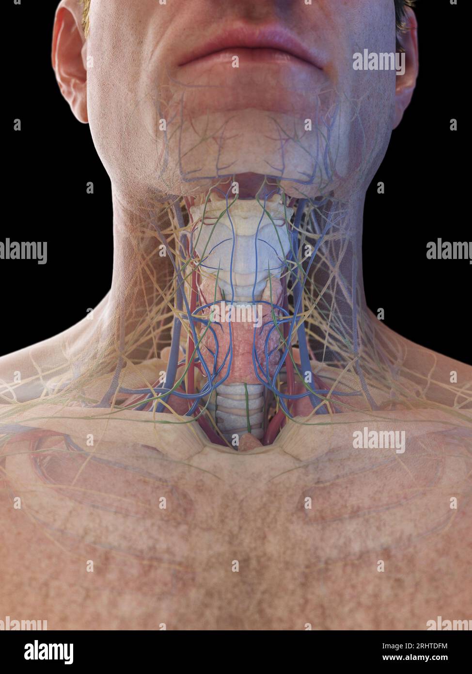 Male neck organs, illustration Stock Photo - Alamy