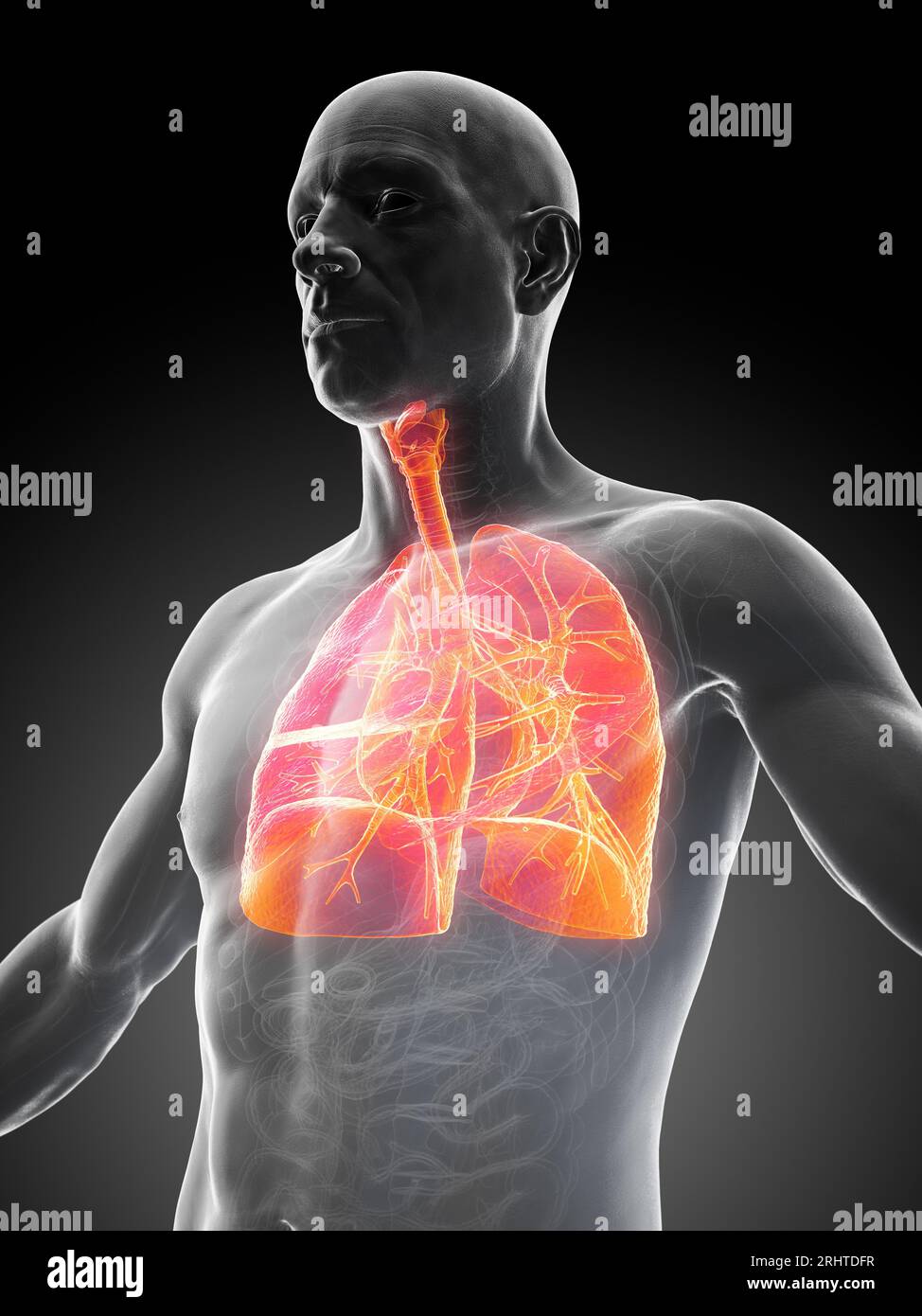 Airway tree hi-res stock photography and images - Alamy
