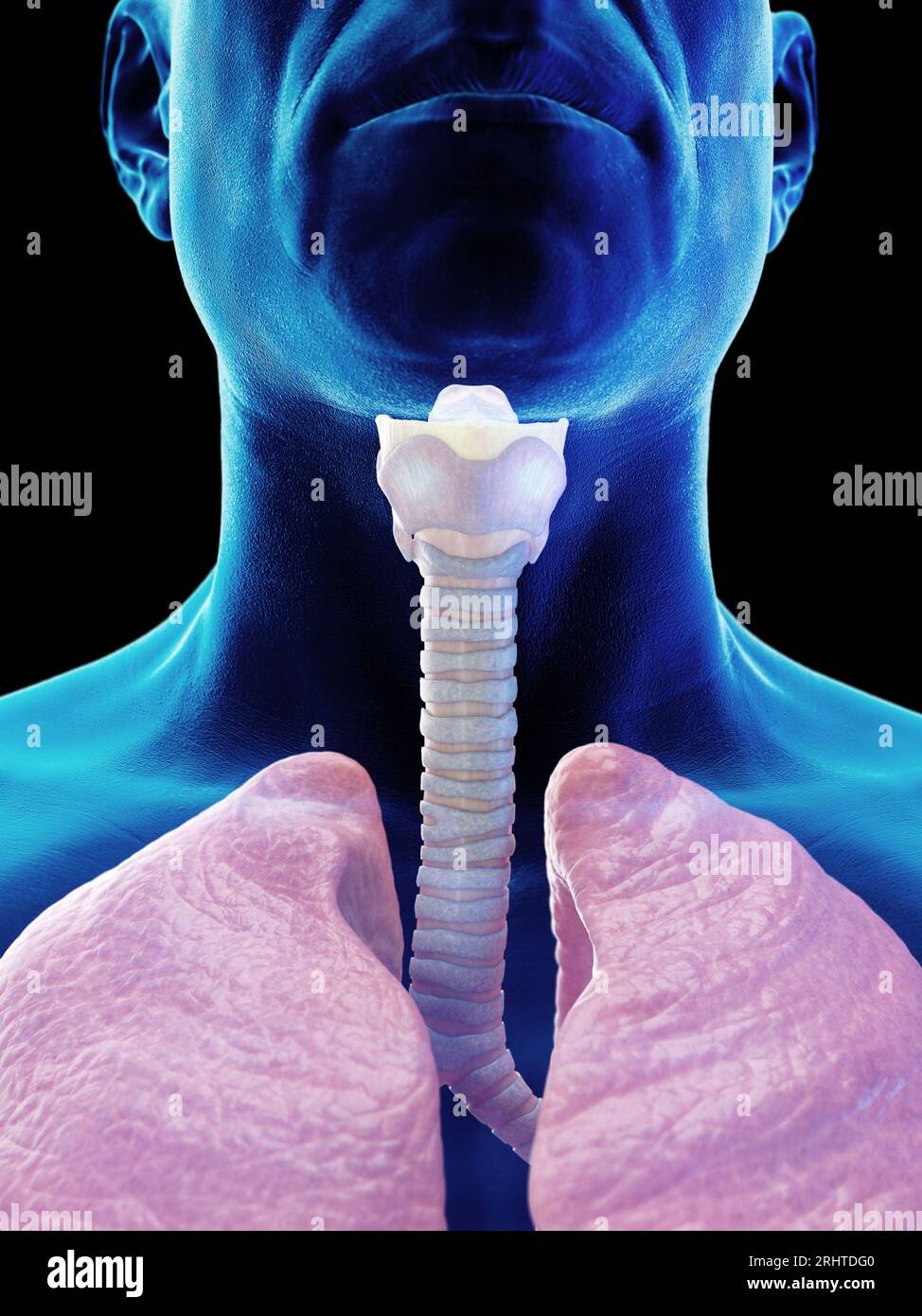 Male trachea and lungs, illustration Stock Photo - Alamy